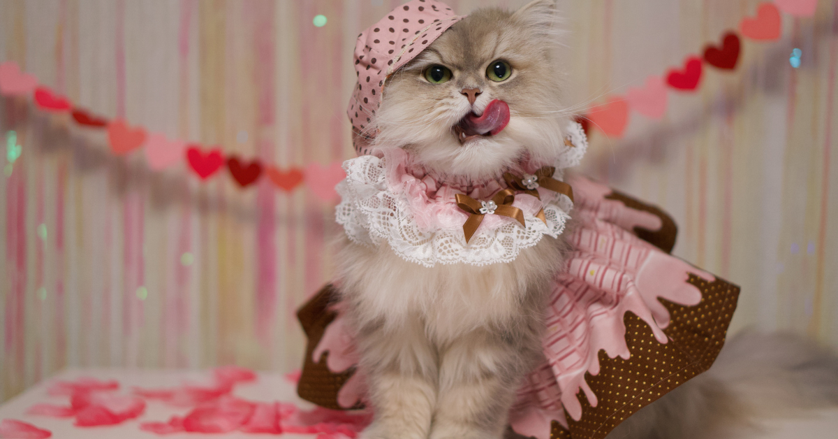 7 Ways to Celebrate Valentine’s Day with Your Cat | Fun & Loving – Waggle