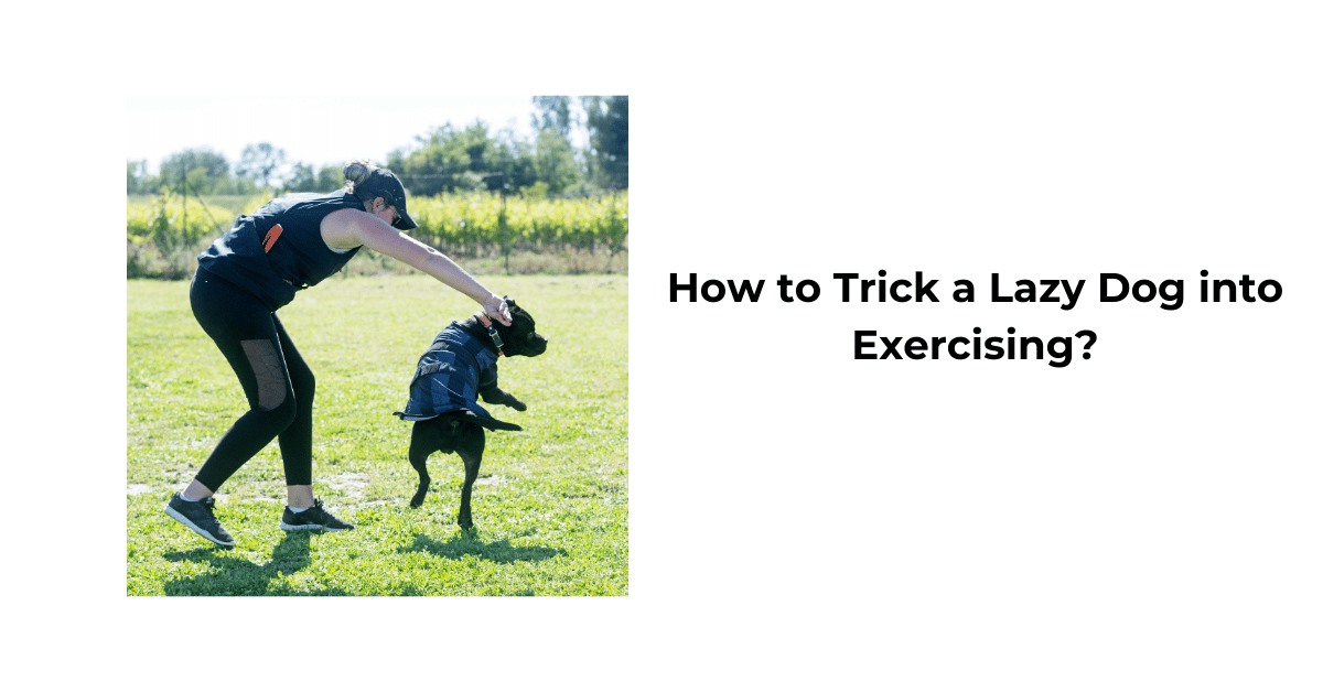 Creative Ways to Exercise Your Lazy Dog Indoors – Waggle