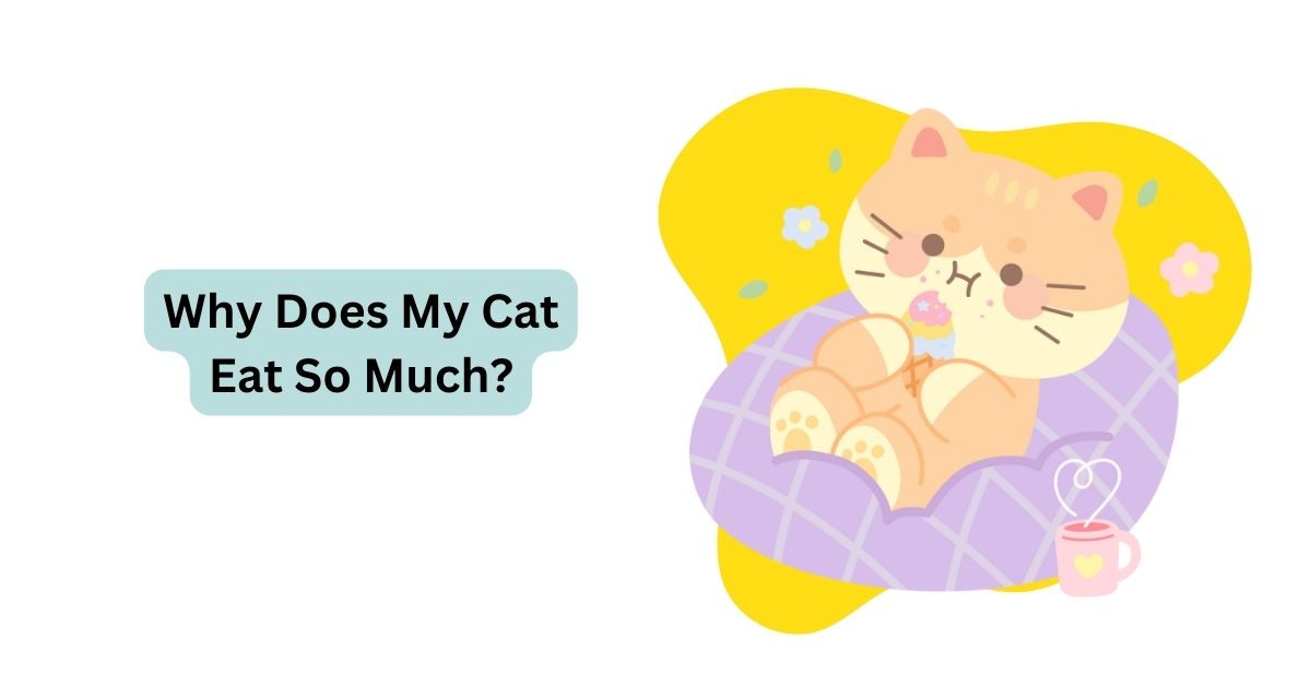 Why Does My Cat Eat So Much? | Waggle®