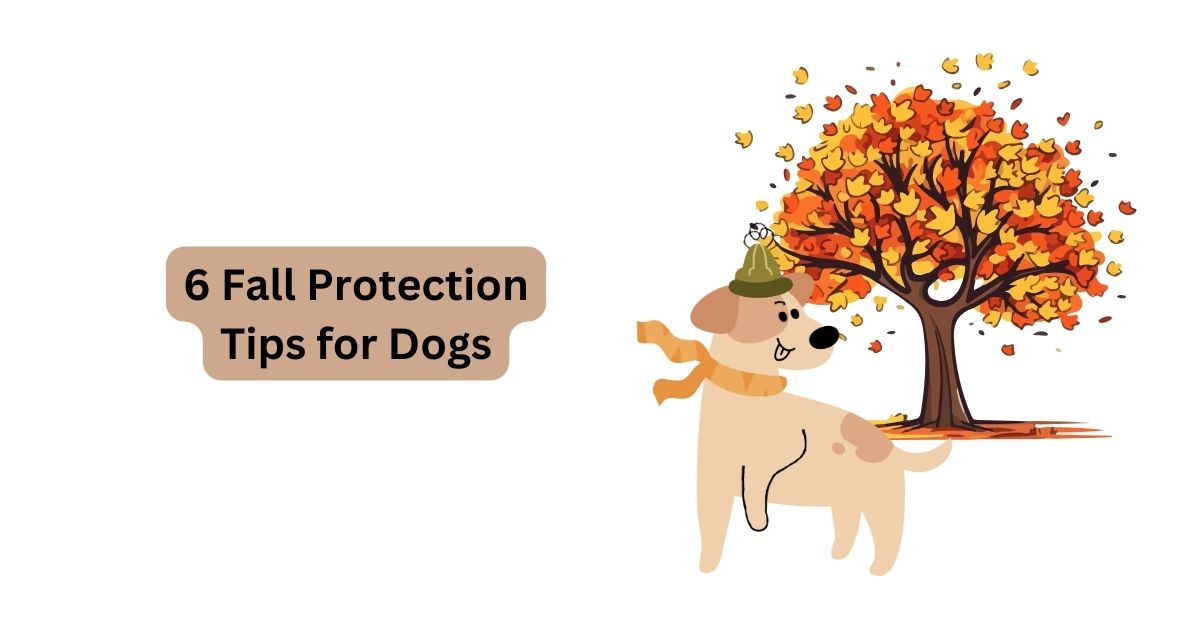 6 Fall Protection Tips for Dogs | Waggle®