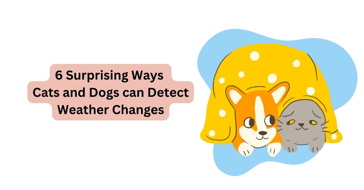6 Surprising Ways Cats and Dogs can Detect Weather Changes – Waggle