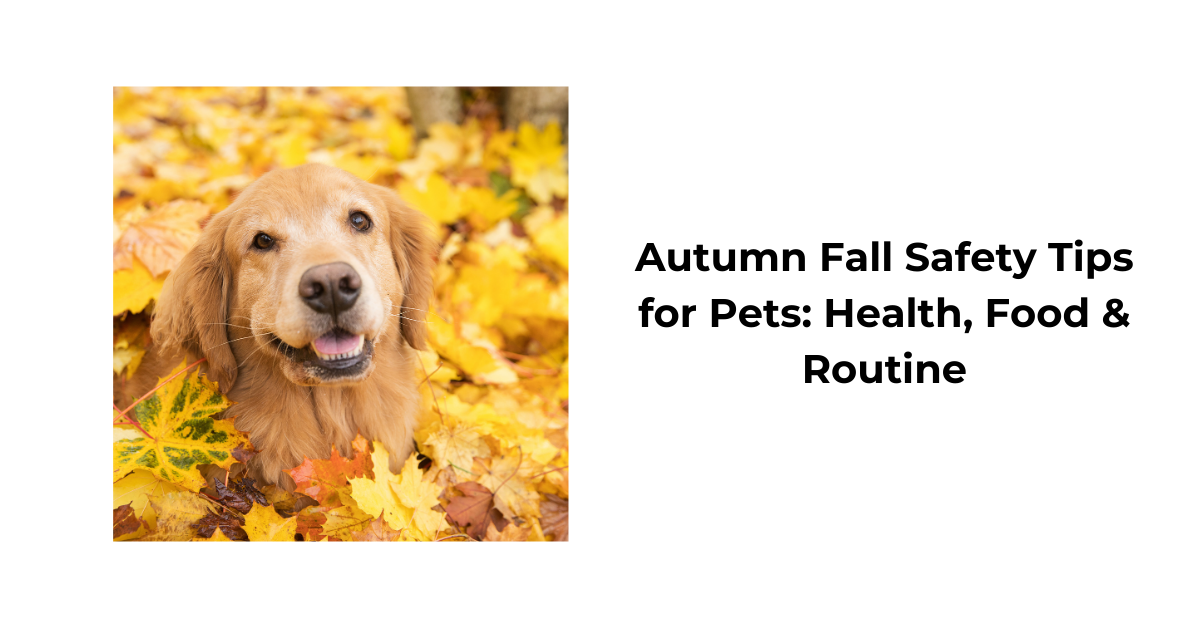 Autumn Fall Safety Tips for Pets: Health, Food & Routine for Cats and ...