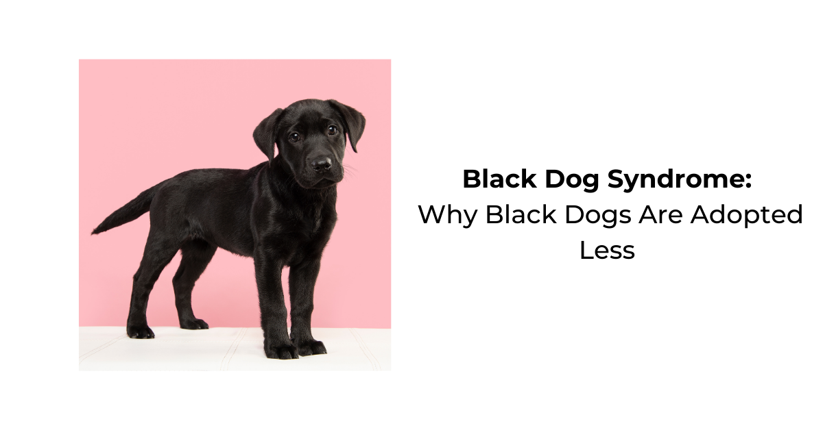 Understanding Black Dog Syndrome | Why Are Black Dogs Less Adopted ...