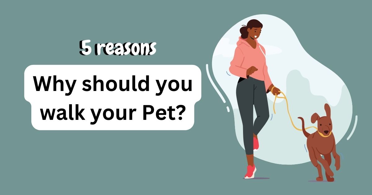 5 Reasons Why You Should Walk Your Pet? | Waggle