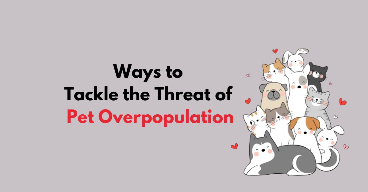 Ways to Tackle the Threat of Pet Overpopulation | Waggle®