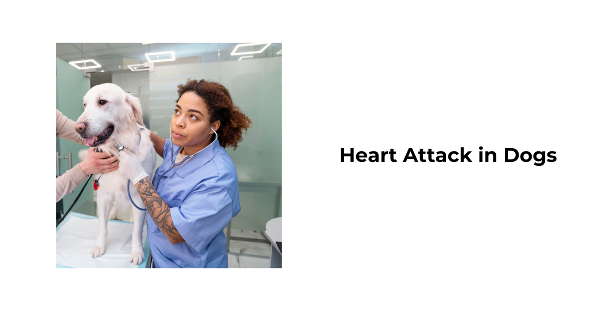 Heart Attack in Dogs | Symptoms, Causes, and Prevention – Waggle
