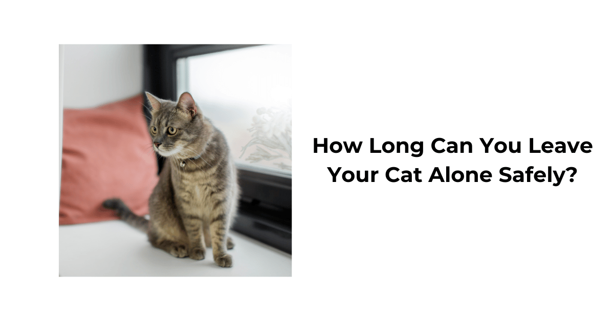 Leaving Your Cat Alone: How Long Is Safe? – Waggle