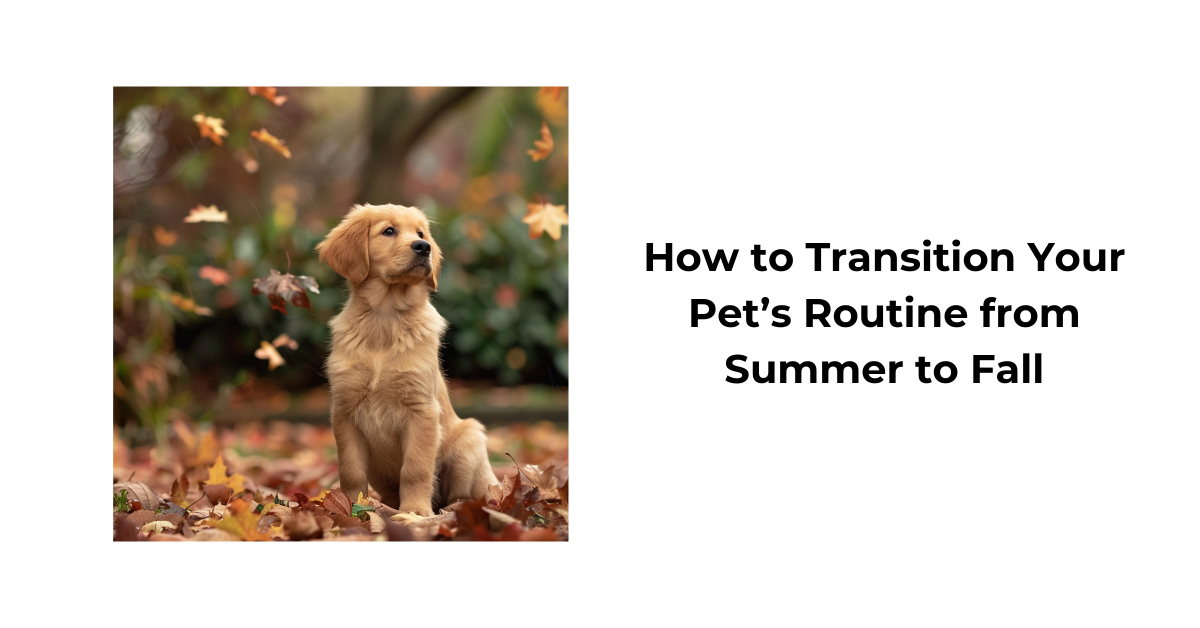 How to Transition Your Pet’s Routine from Summer to Fall – Waggle
