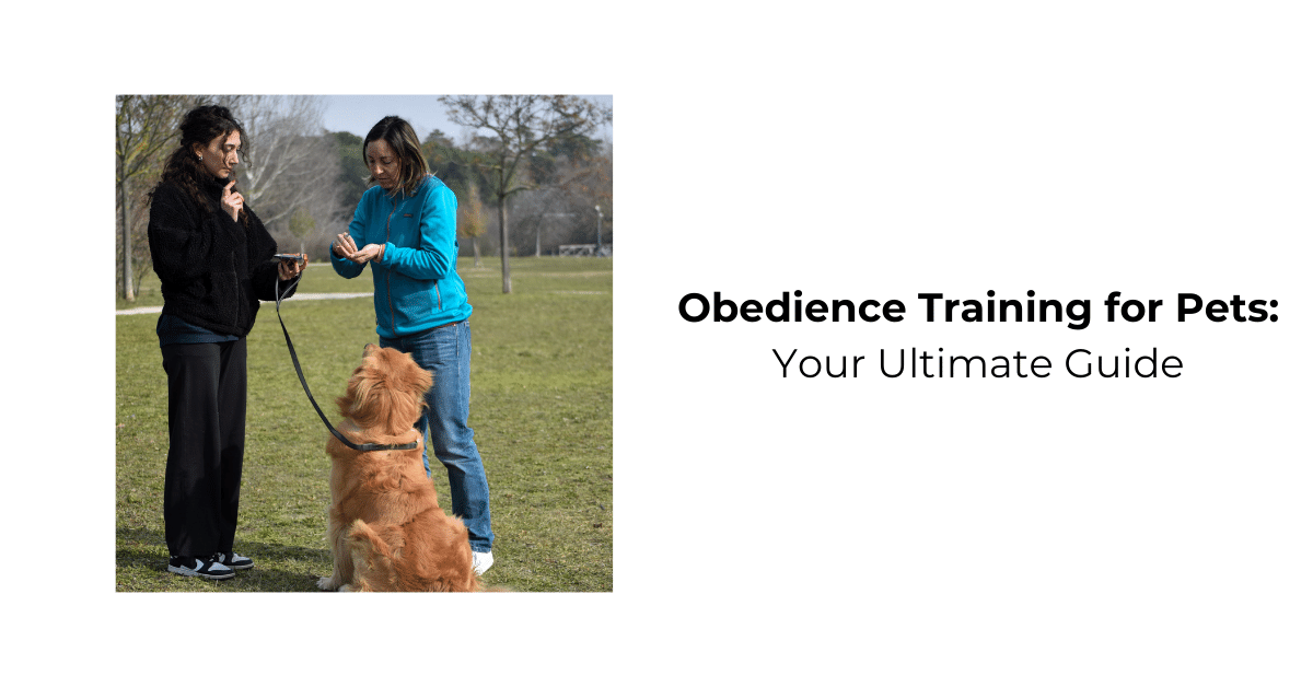 Obedience Training for Pets | Waggle®