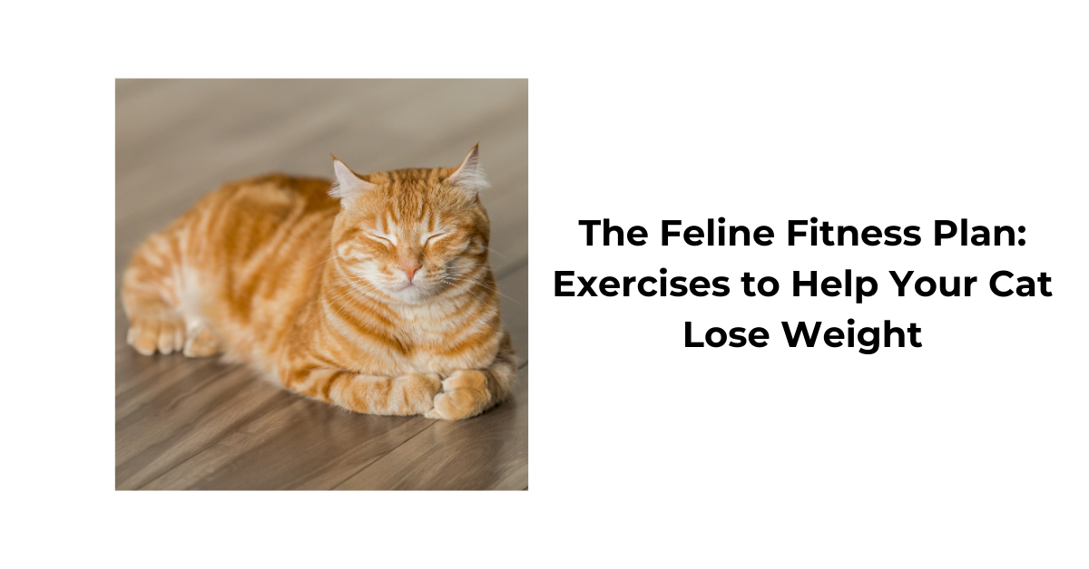 The Feline Fitness Plan | Top Exercises to Help Your Cat Lose Weight ...