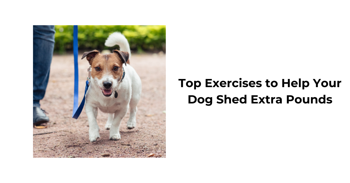 Top Exercises to Help Your Dog Lose Weight and Stay Healthy – Waggle