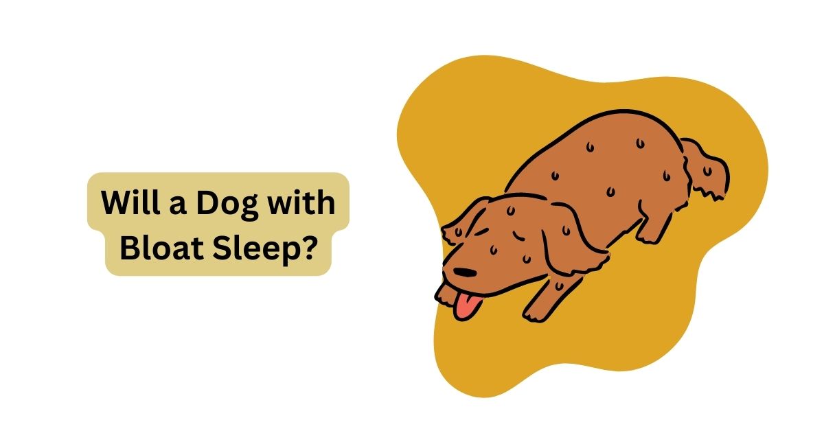 Will a Dog with Bloat Sleep? | Waggle