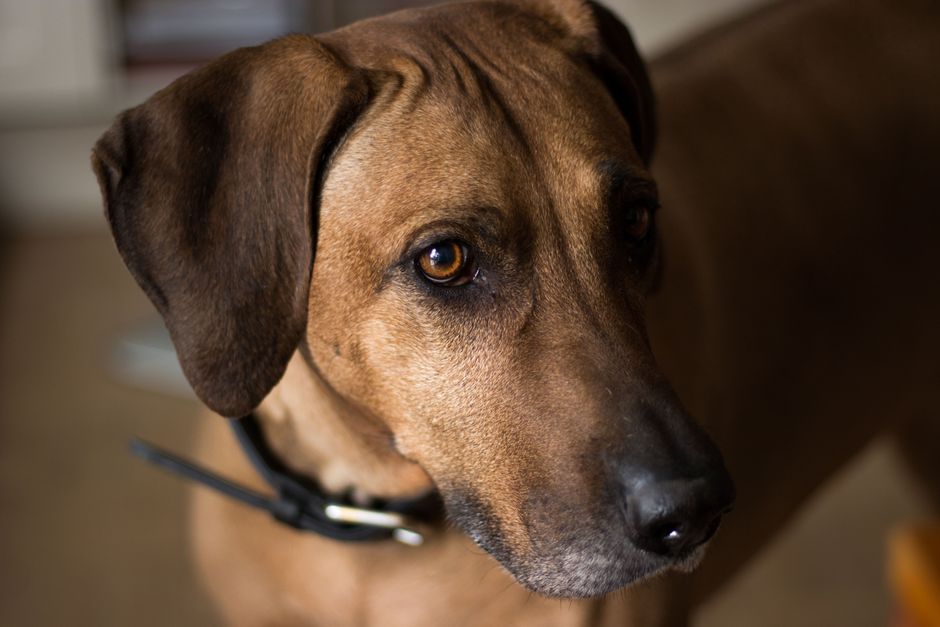 Rhodesian Ridgeback Heat Stroke: Owner Safety Guide – Waggle