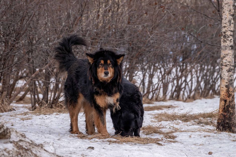 Tibetan Mastiff Heat Stroke: Owner Safety Guide – Waggle