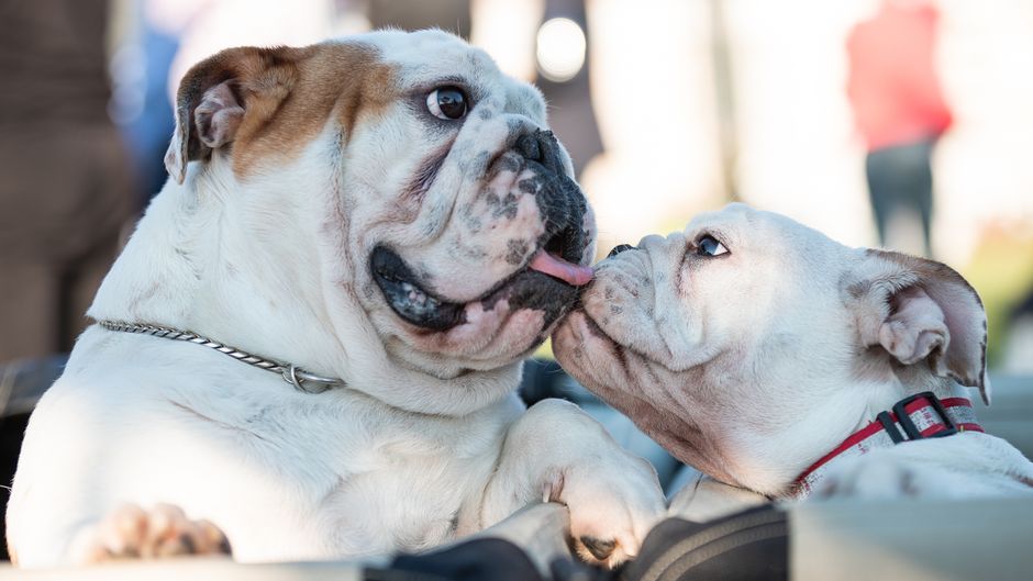 Bulldog Heat Stroke: Complete Owner Safety Guide – Waggle