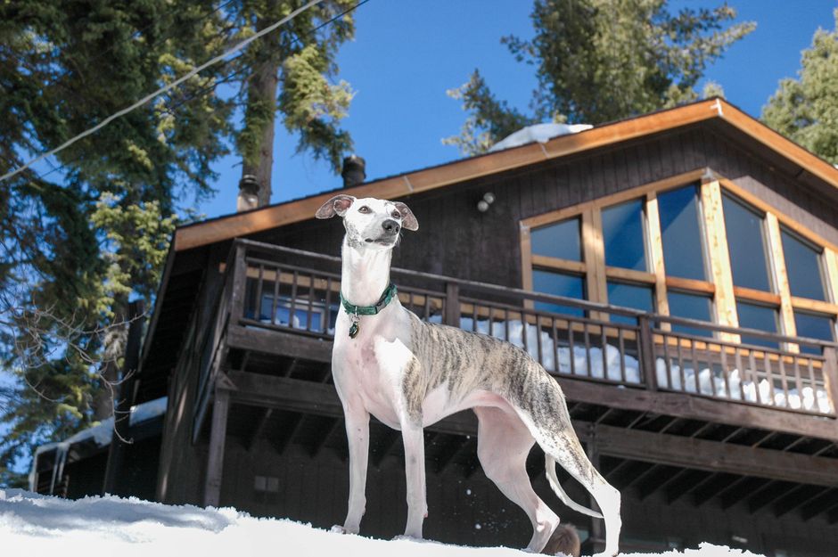 Whippet Heat Stroke: Complete Owner Safety Guide – Waggle