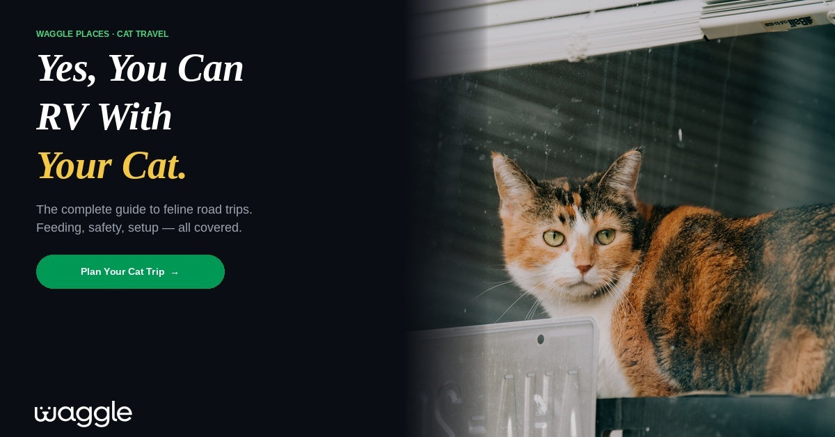 RV Travel With Cats: The Complete Guide to Making It Work – Waggle
